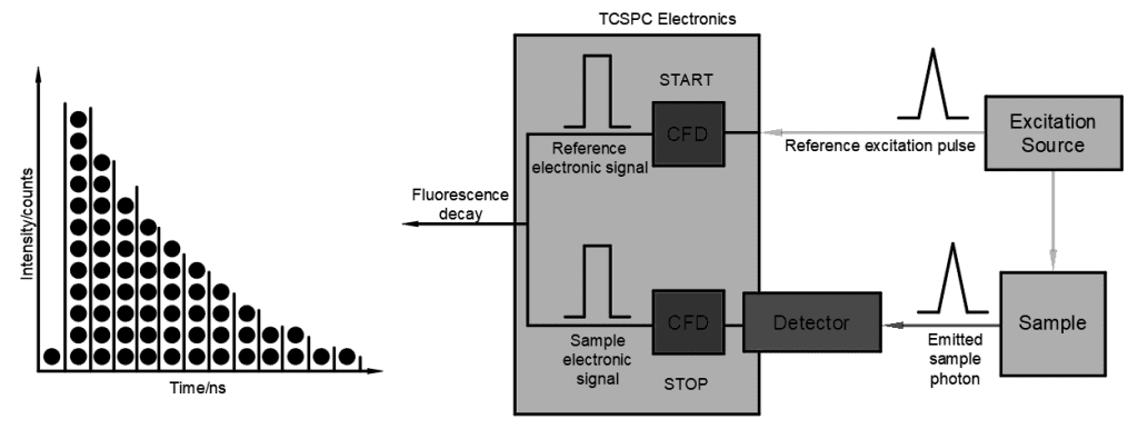Key Optical Techniques: Fluorescence Lifetime Imaging | Avantier