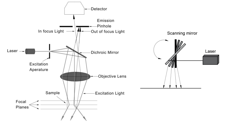 Adaptive Optics for Microscopy - Avantier Inc.